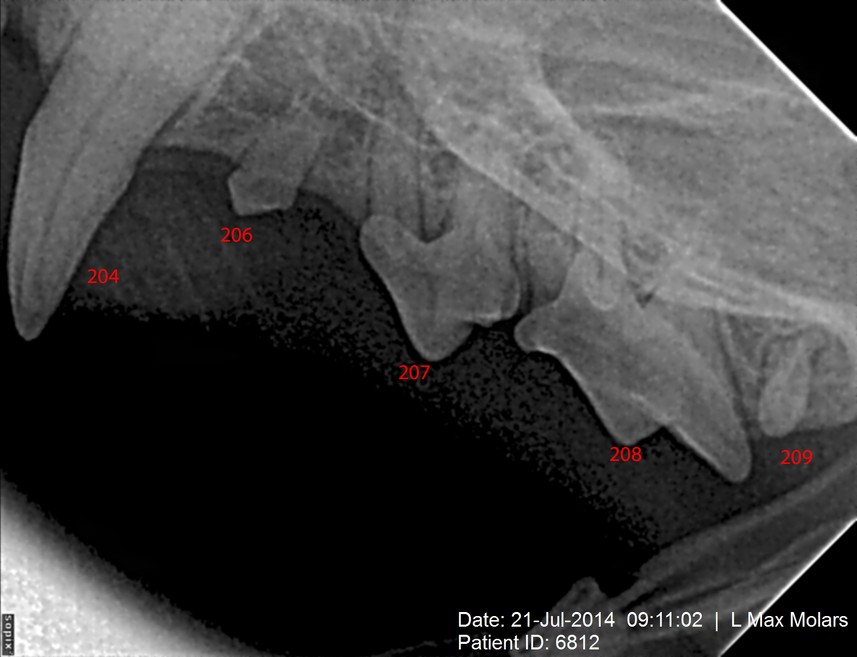 Normal Feline Dental Radiographs - Vet Dent Edu