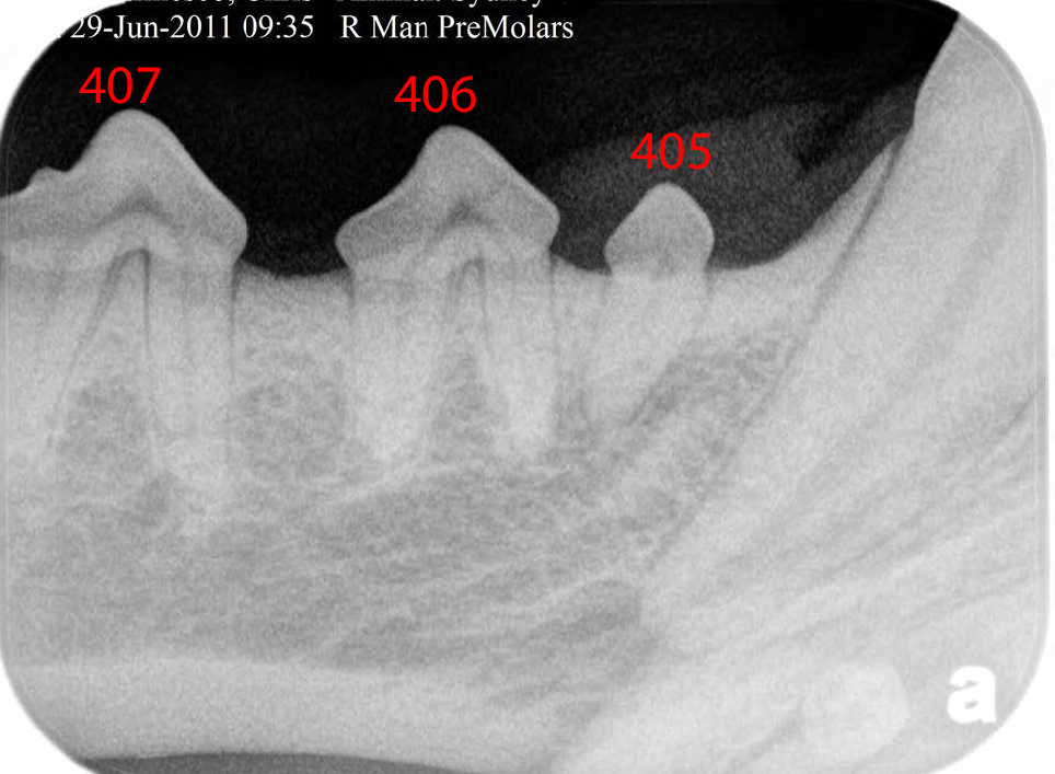Normal Canine Dental Radiographs - Vet Dent Edu