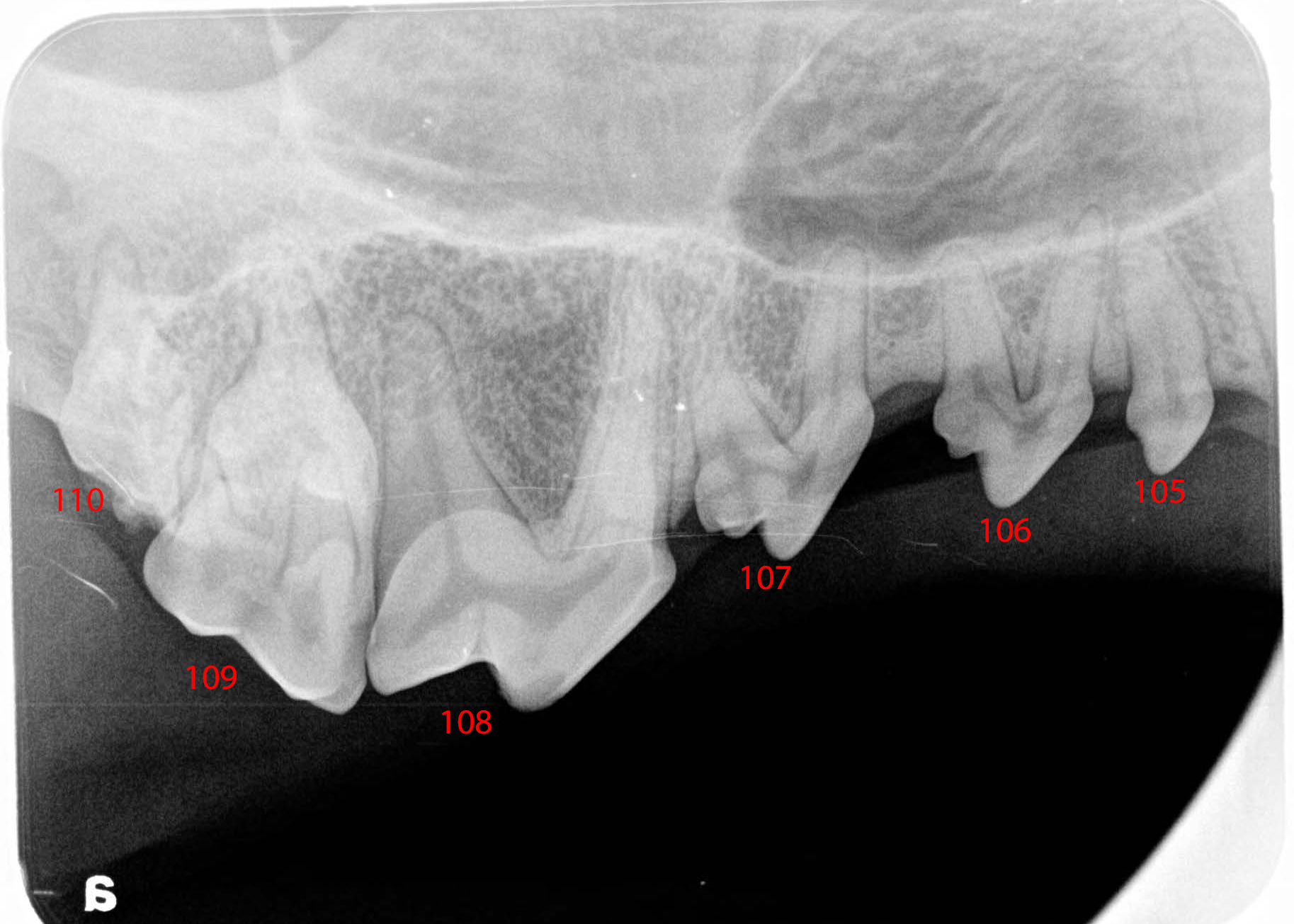 Normal Canine Dental Radiographs - Vet Dent Edu